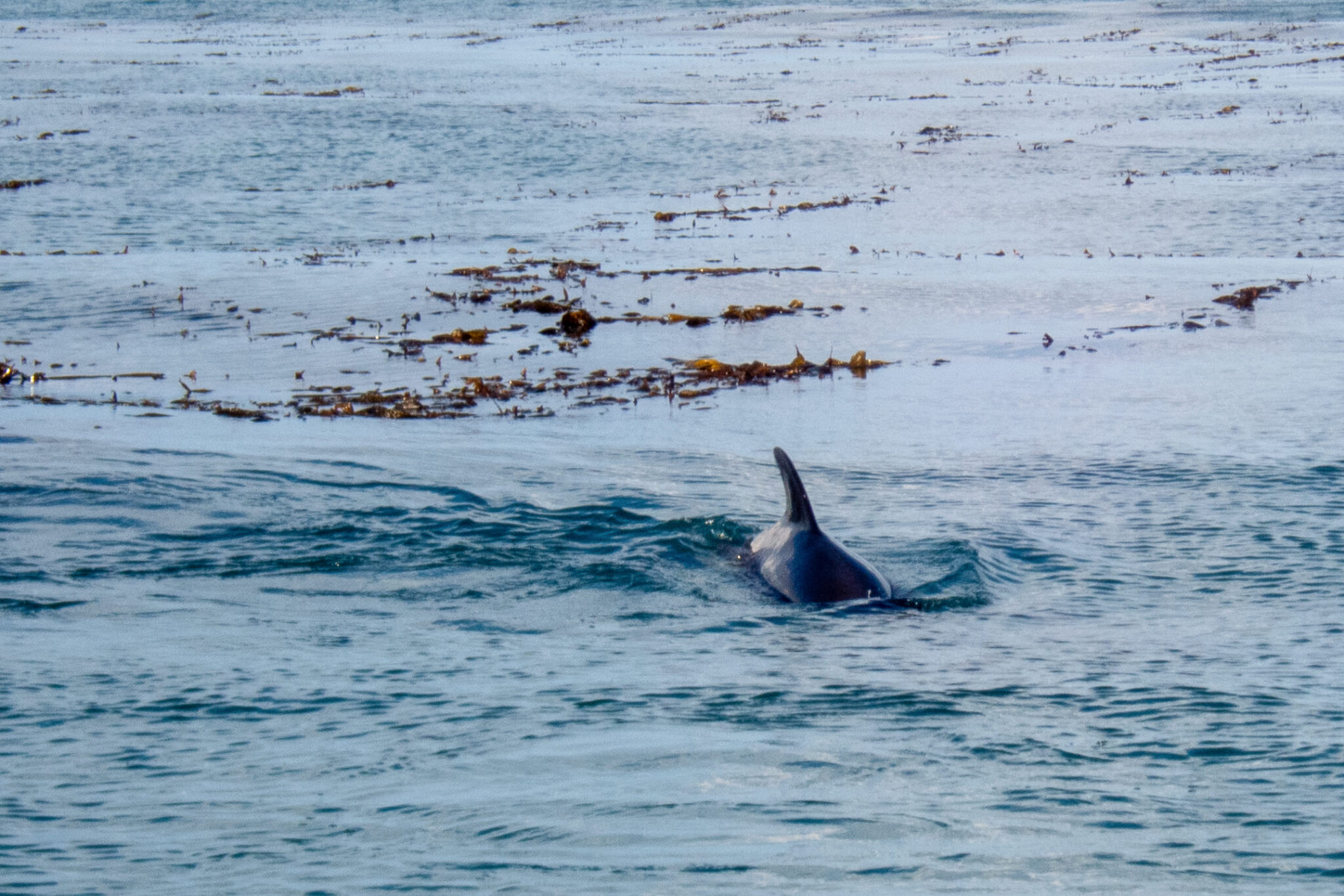 Delfín austral: el misterio patagónico y su relación con los bosques ...
